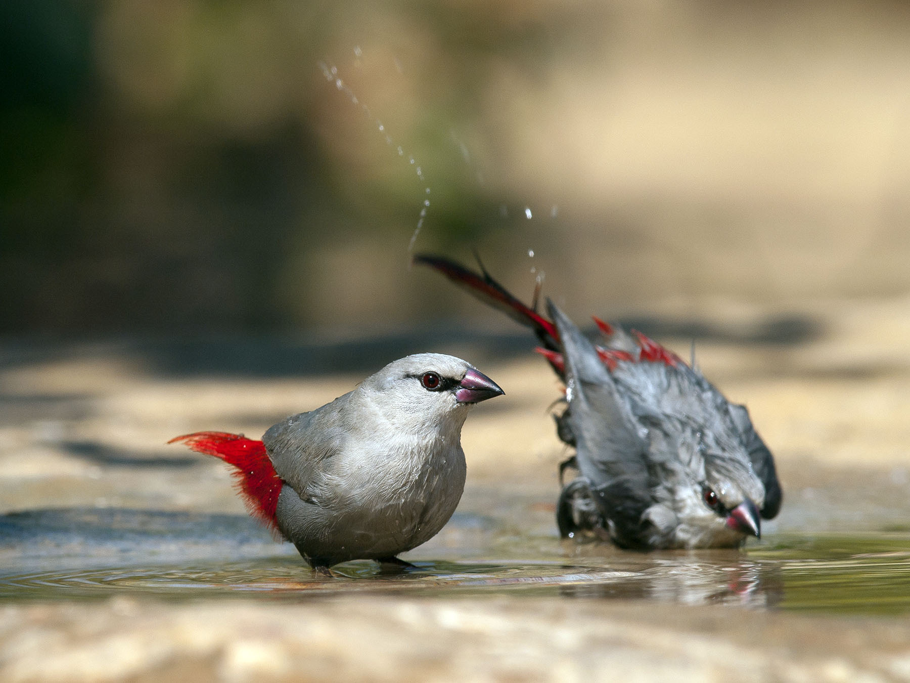 Lavender Waxbill