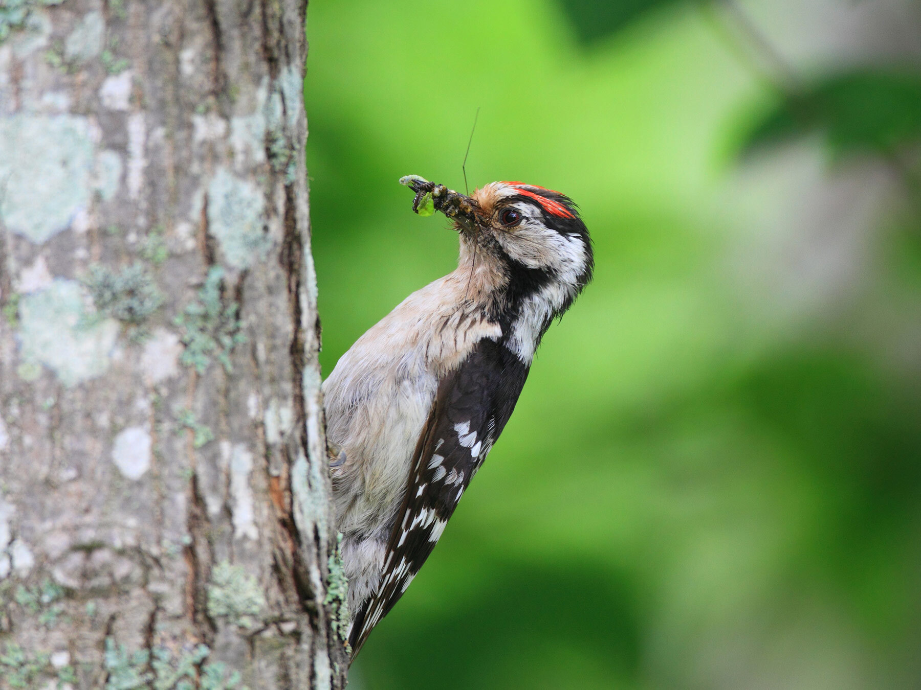 Lesser Spotted Woodpecker Bird Facts (Dryobates minor) | Birdfact