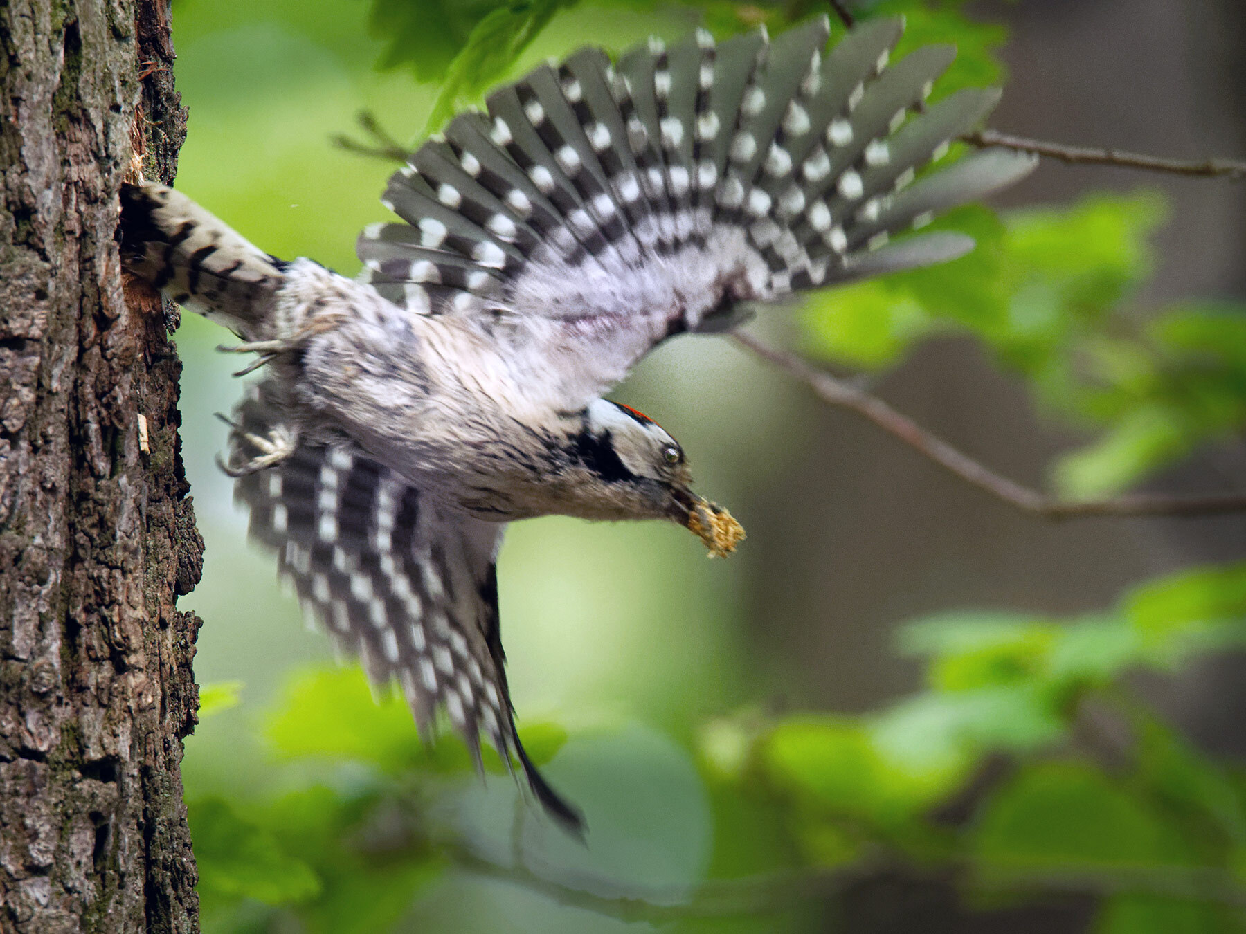 Lesser Spotted Woodpecker Bird Facts (Dryobates minor) | Birdfact