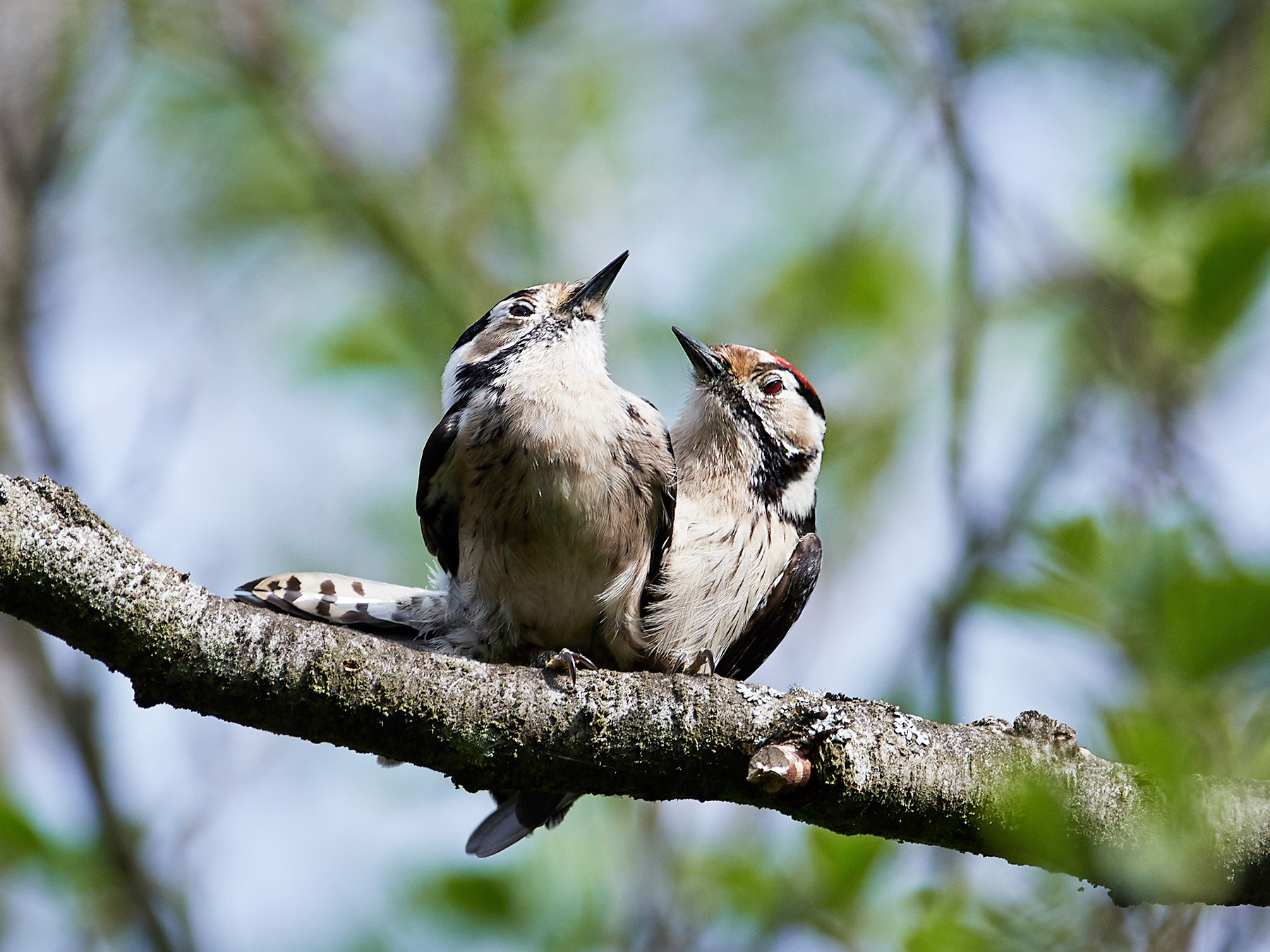 Lesser Spotted Woodpecker Bird Facts (Dryobates minor) | Birdfact