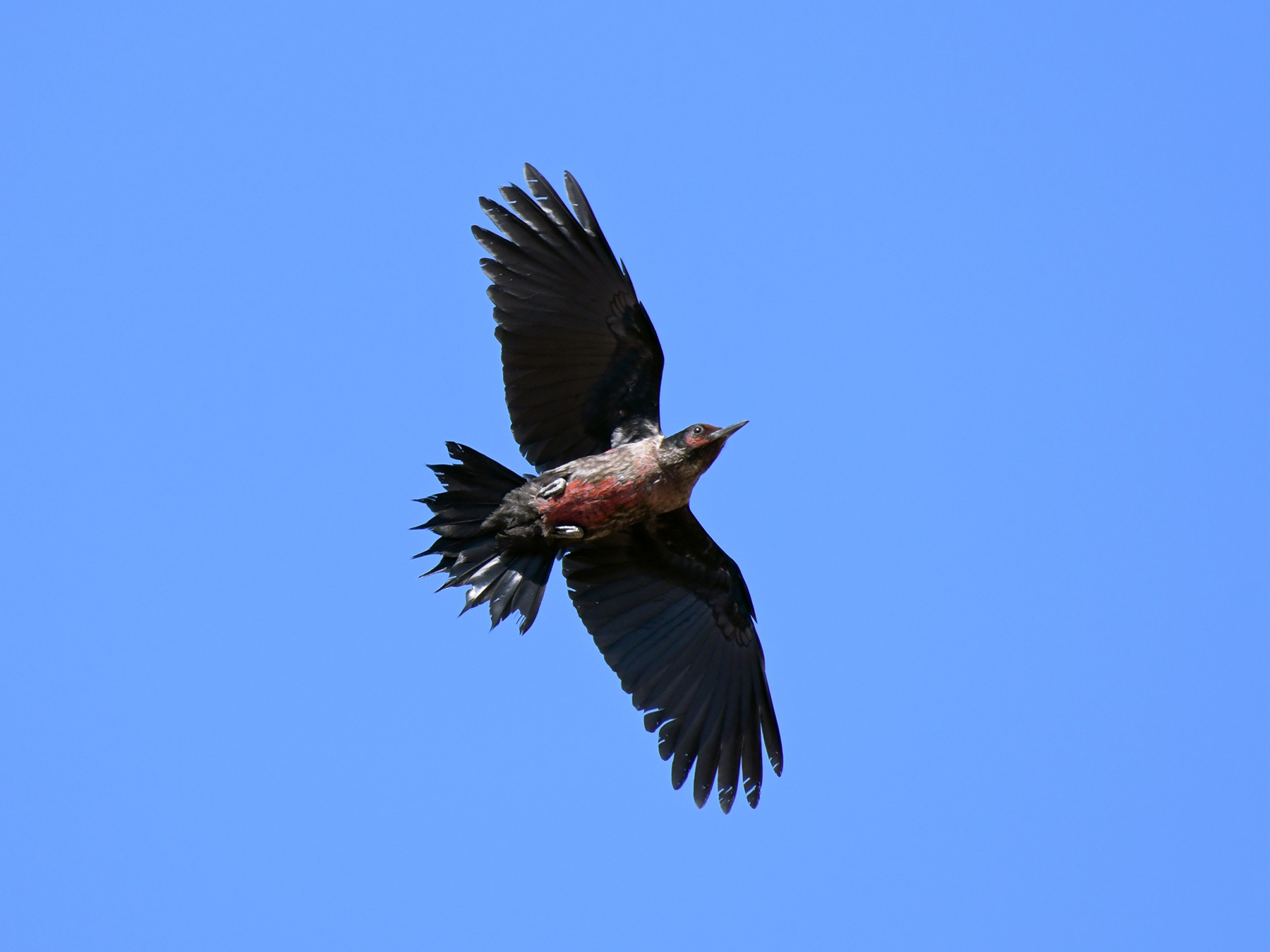 Lewis's Woodpecker Bird Facts (Melanerpes lewis) | Birdfact