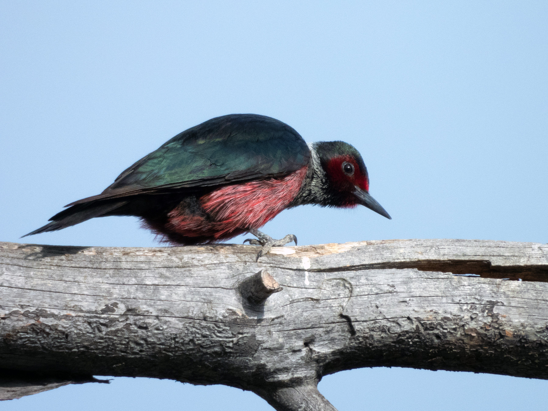 Lewis's Woodpecker Bird Facts (Melanerpes lewis) | Birdfact