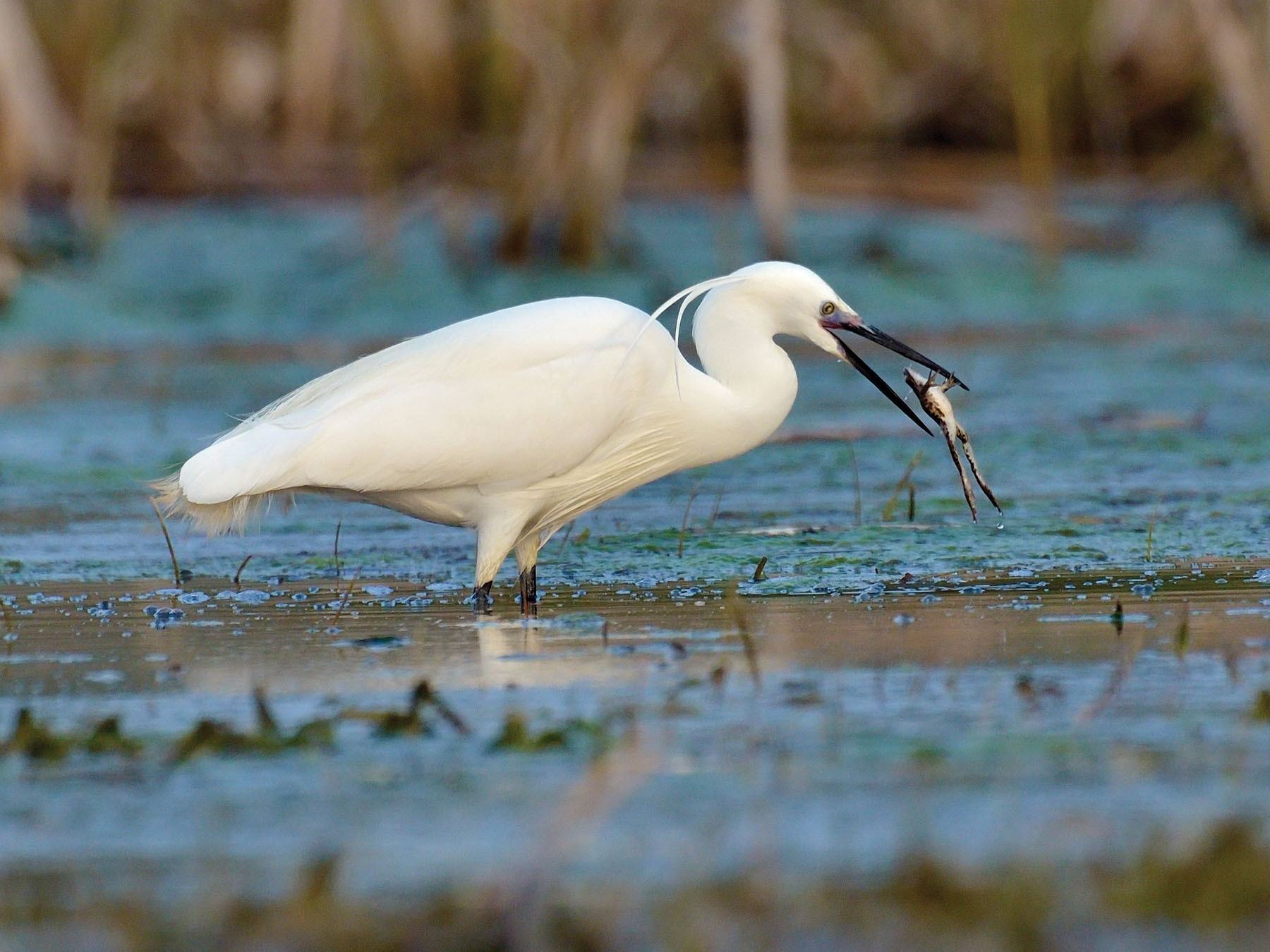 Herons in the UK (Complete Guide with Pictures) | Birdfact