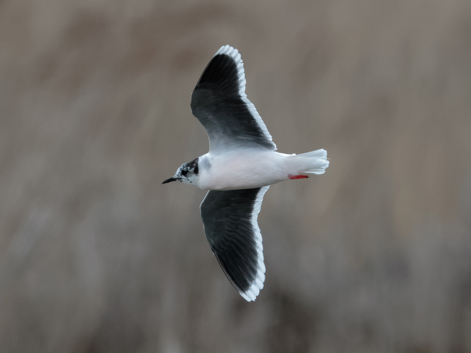 Little Gull Bird Facts (Hydrocoloeus minutus) | Birdfact
