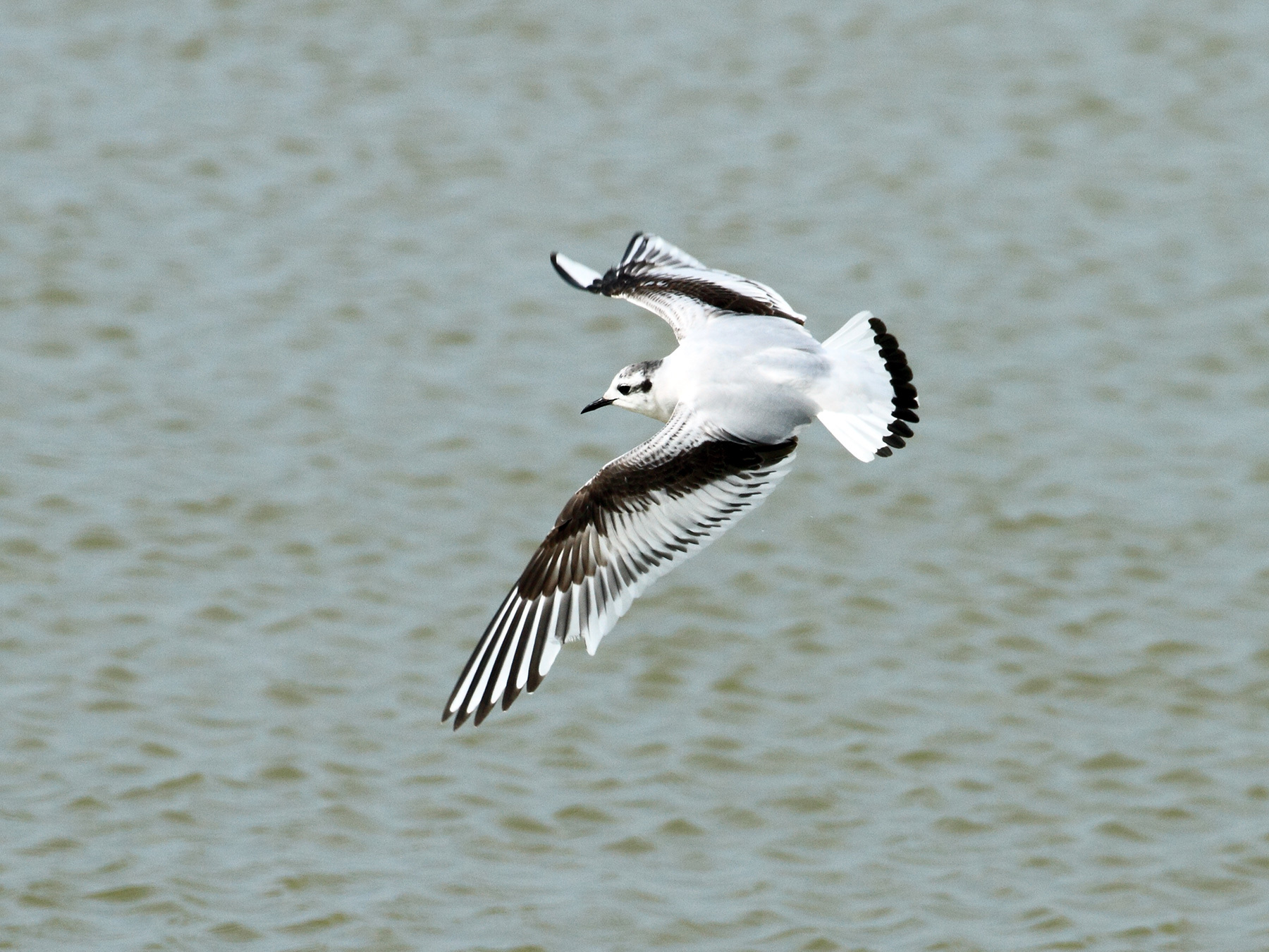 Little Gull Bird Facts (Hydrocoloeus minutus) | Birdfact