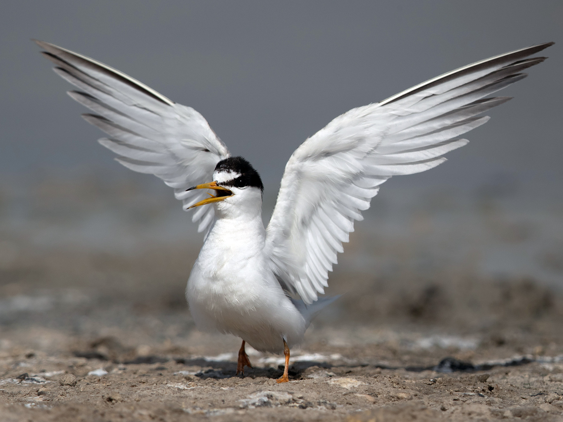Little Tern Bird Facts (Sternula albifrons) | Birdfact