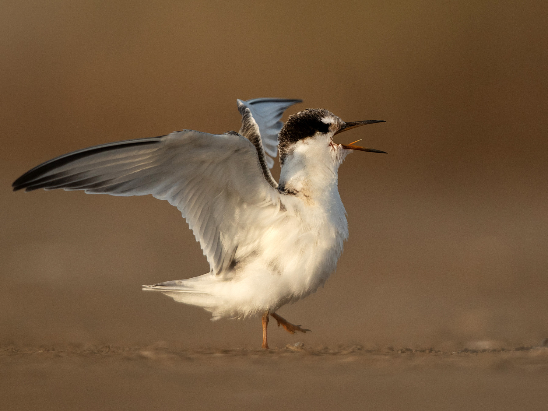 Little Tern Bird Facts (Sternula albifrons) | Birdfact