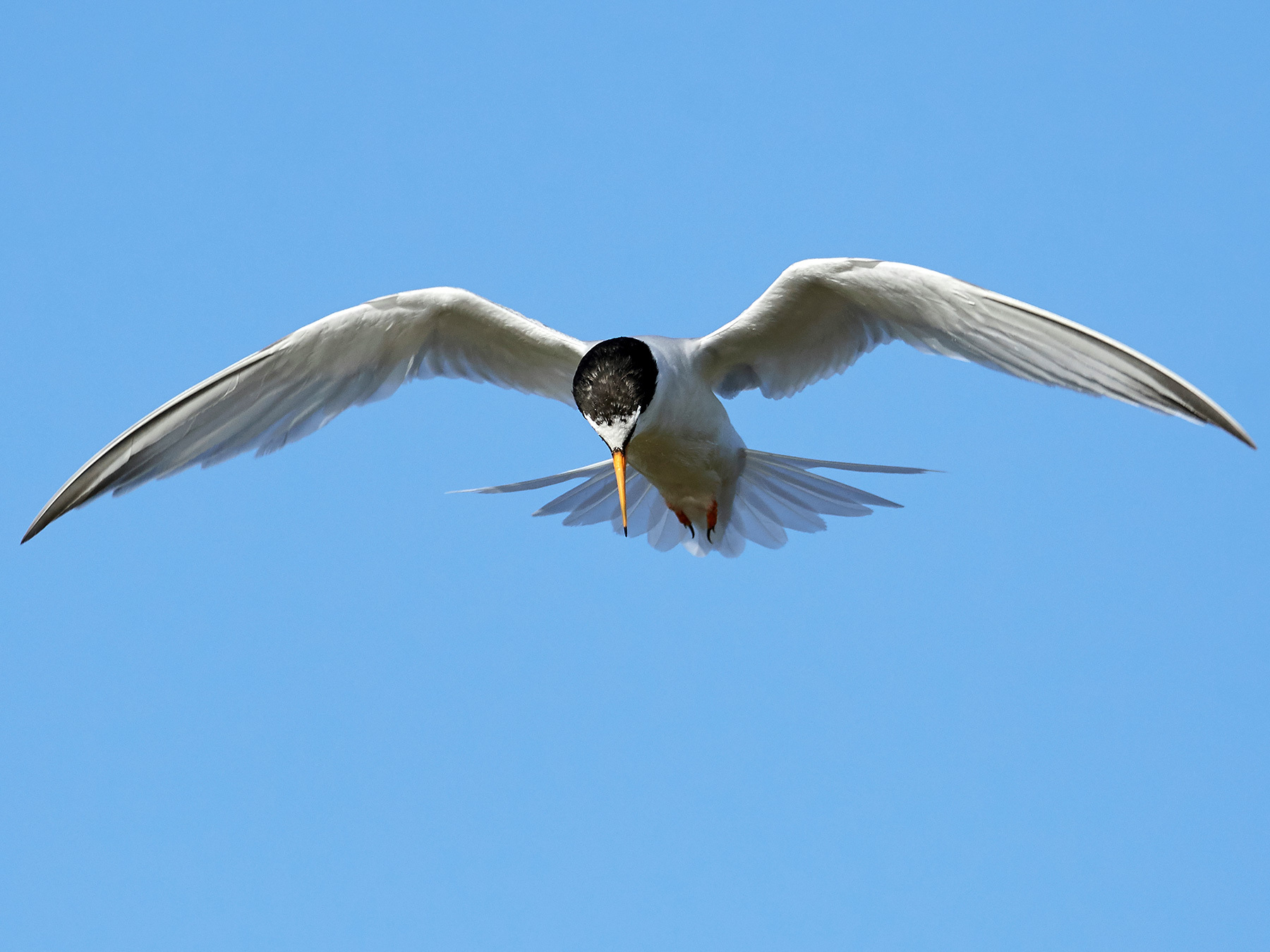 Little Tern Bird Facts (Sternula albifrons) | Birdfact