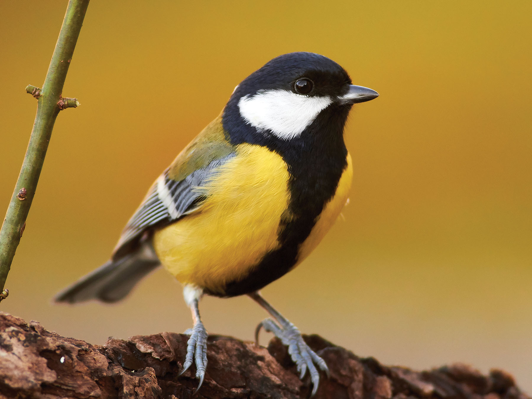 Great Tit Bird Facts (Parus major) | Birdfact