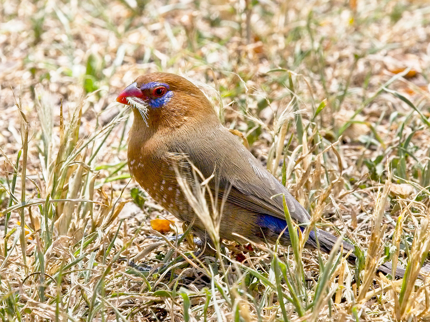 Purple Grenadier Bird Facts (Granatina ianthinogaster /… | Birdfact