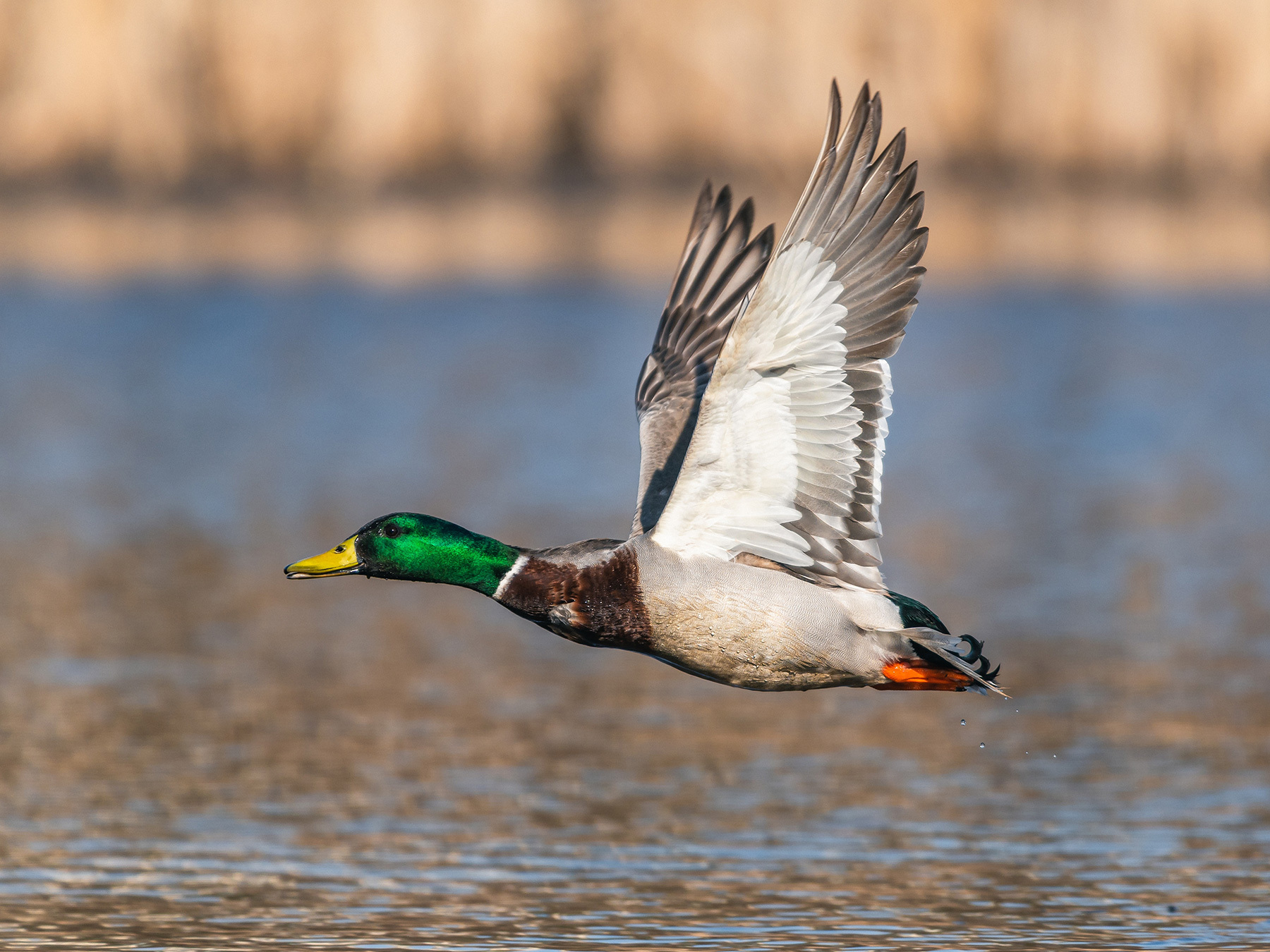 Mallard Bird Facts (Anas platyrhynchos) | Birdfact