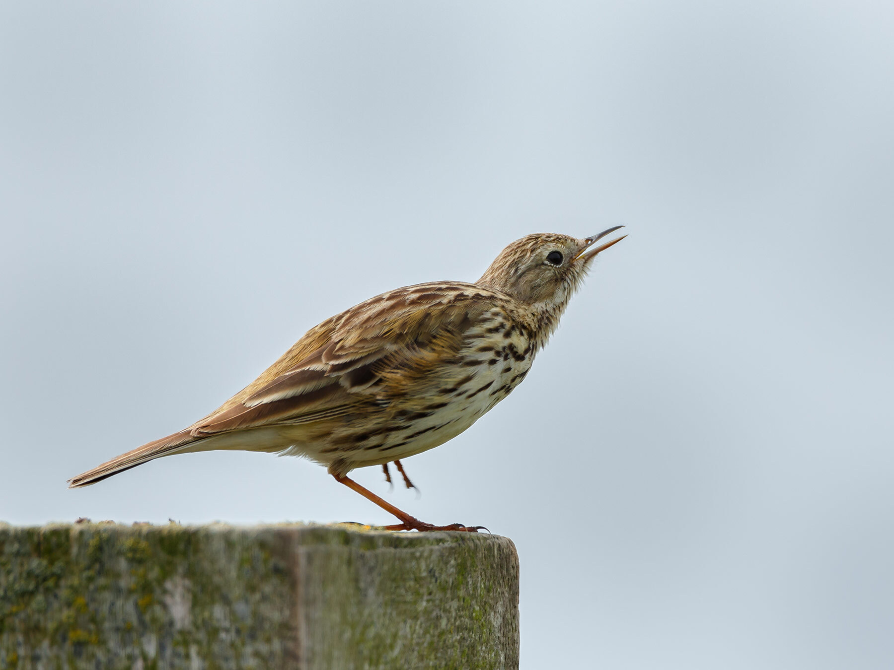 Meadow Pipit Bird Facts (Anthus pratensis) | Birdfact