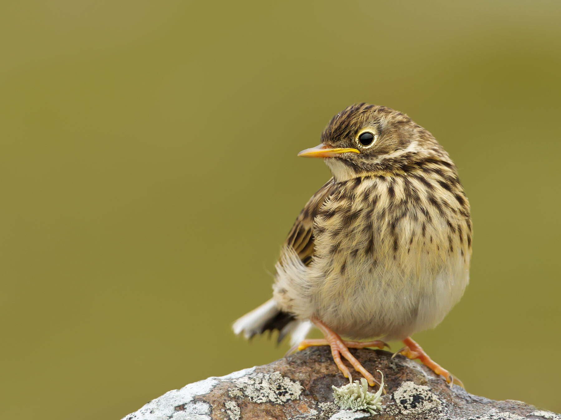 Meadow Pipit Bird Facts (Anthus pratensis) | Birdfact