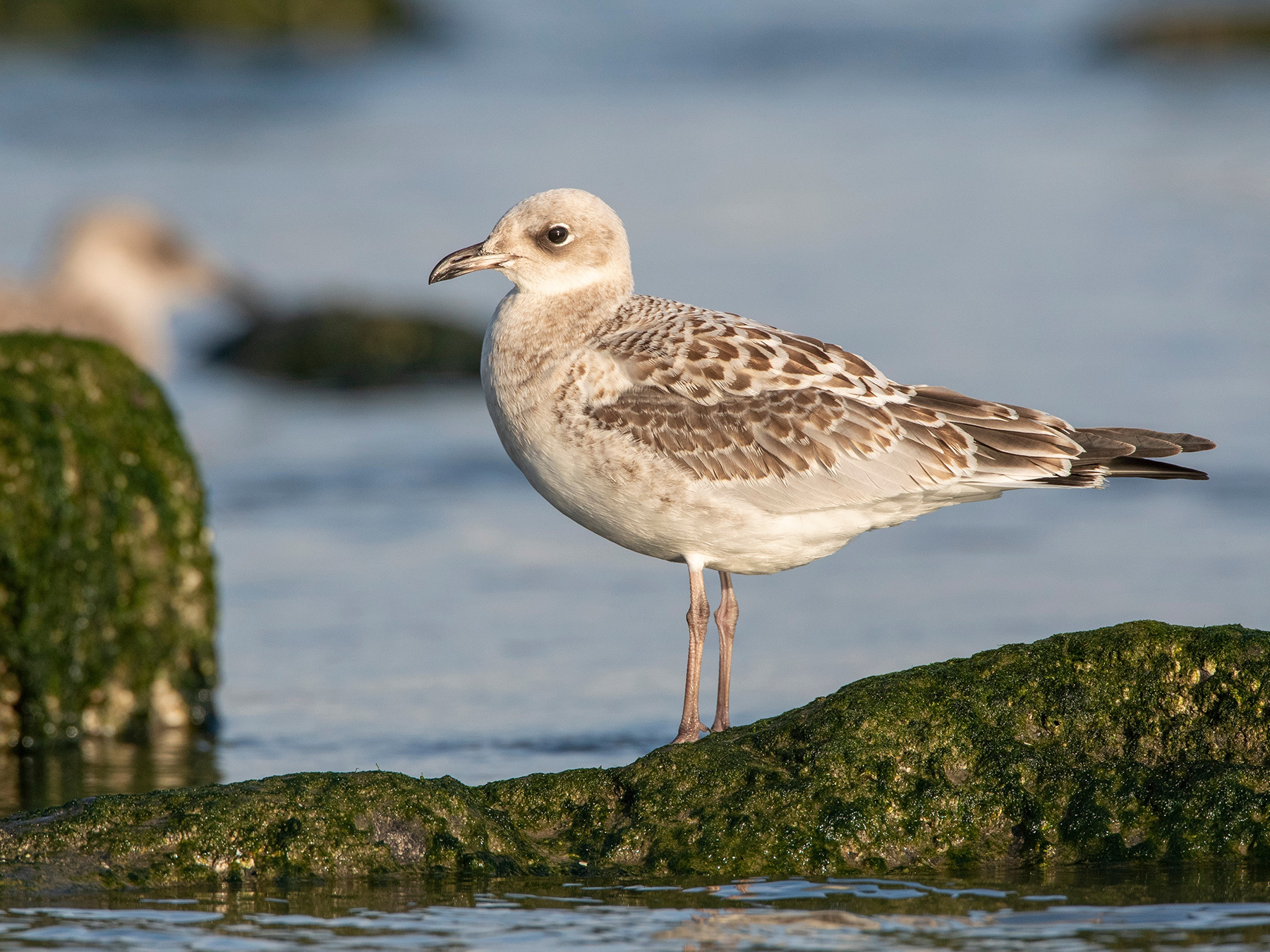 Mediterranean Gull Bird Facts (Ichthyaetus melanocephalus) | Birdfact