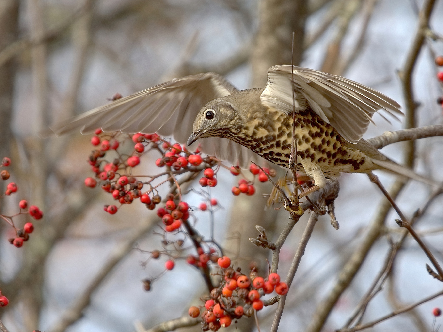 Thrushes In The UK (Complete Guide with Pictures) | Birdfact