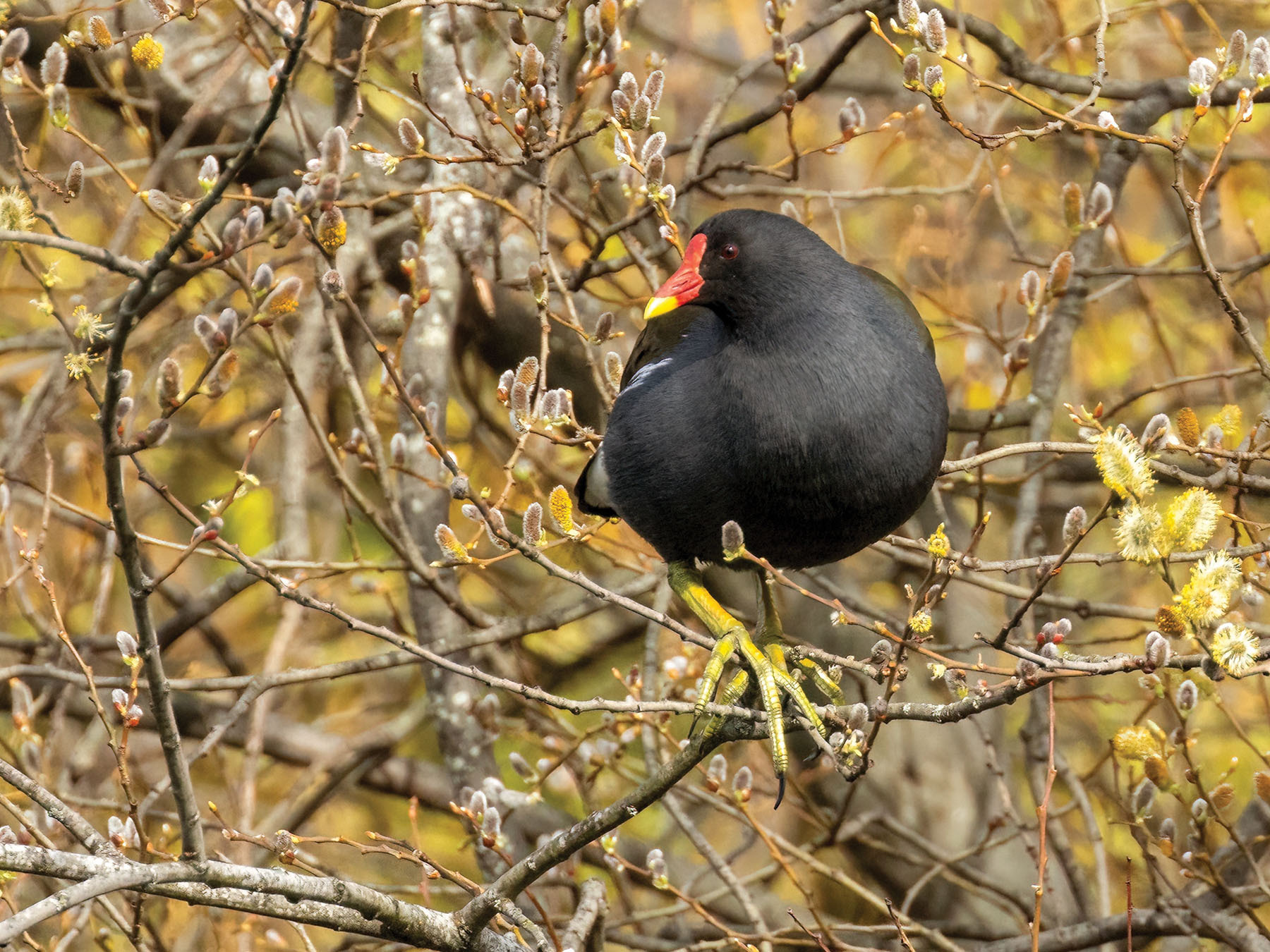 Moorhen Bird Facts (Gallinula chloropus) | Birdfact