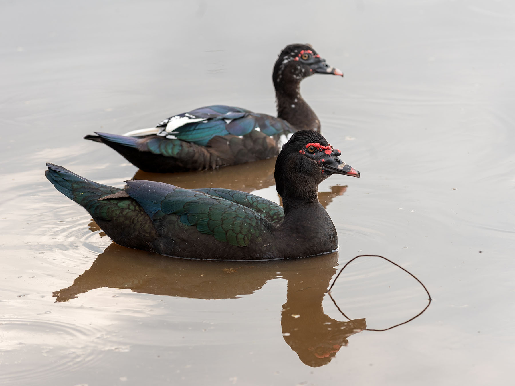 Wild Muscovy Duck Identify Muscovy Duck Wildfowl Photography.