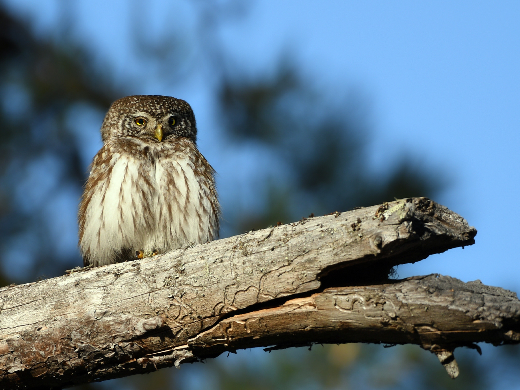 Northern Pygmy-Owl Bird Facts (Glaucidium gnoma) | Birdfact