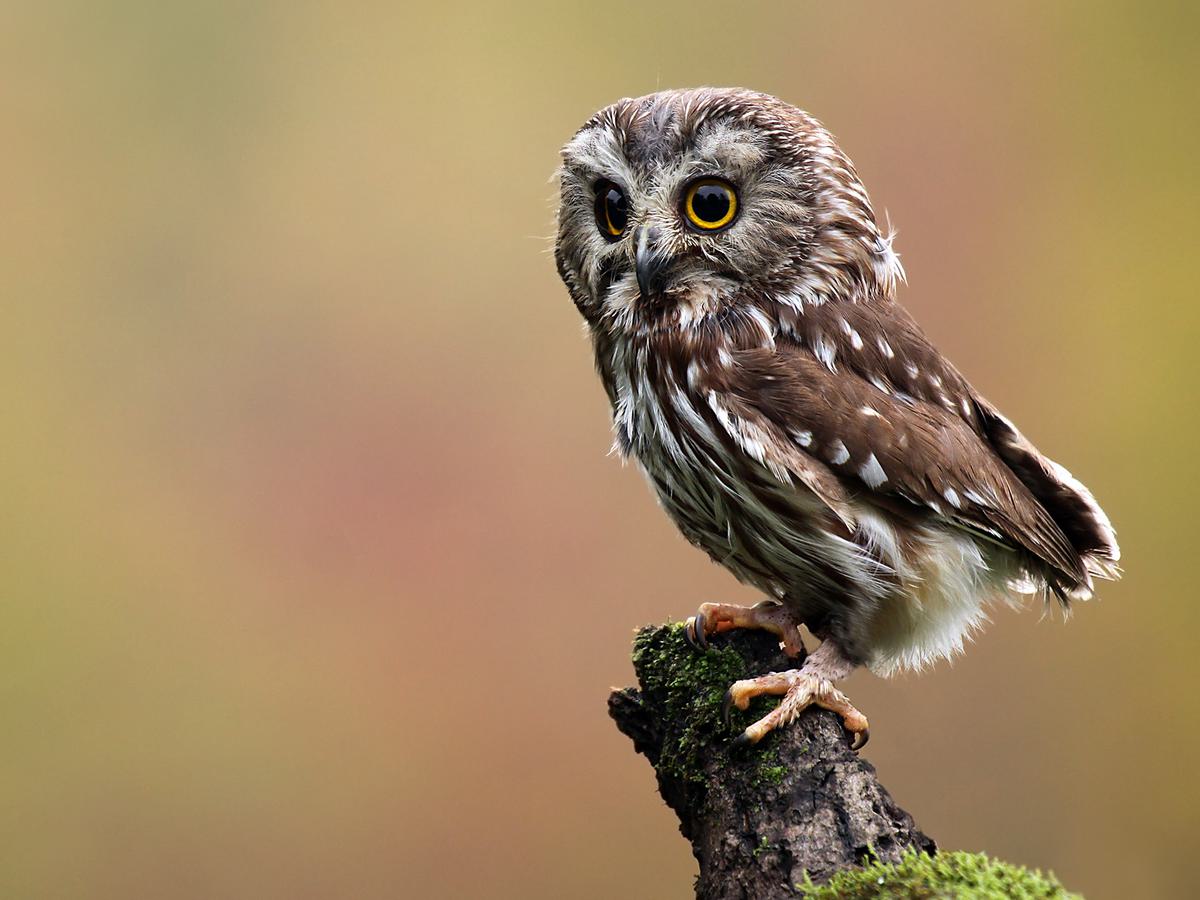 Northern Saw-whet Owl Bird Facts (Aegolius acadicus) | Birdfact Northern Saw-whet Owl Bird Facts (Aegolius acadicus) | Birdfact