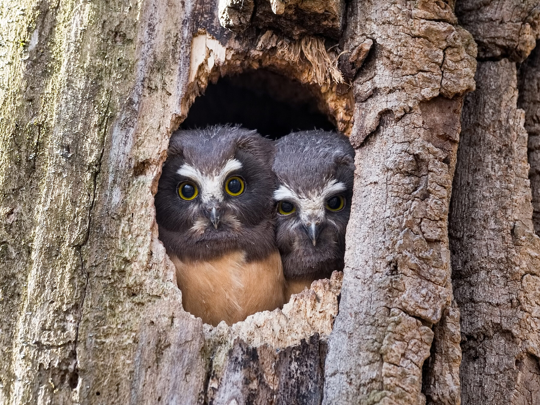 Types of Owls in Georgia (Full Guide) | Birdfact
