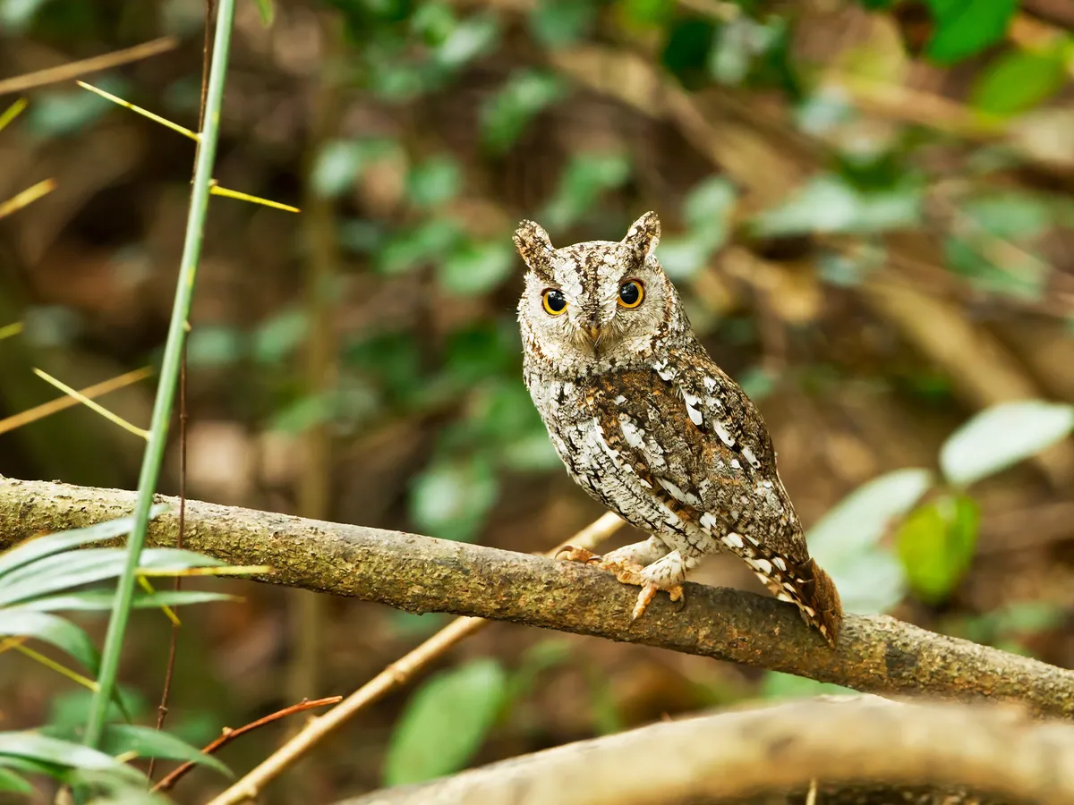 Oriental Scops Owl Bird Facts Otus Sunia Birdfact