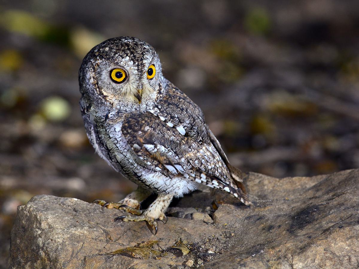 Oriental Scops Owl Bird Facts Otus Sunia Birdfact