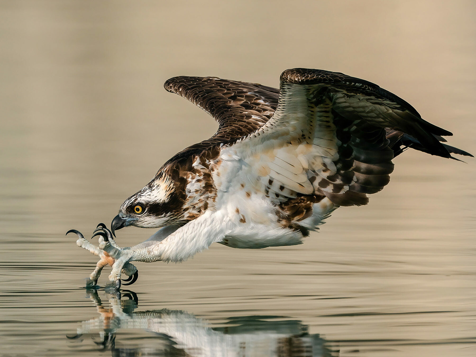 Osprey Bird Facts (Pandion haliaetus) | Birdfact