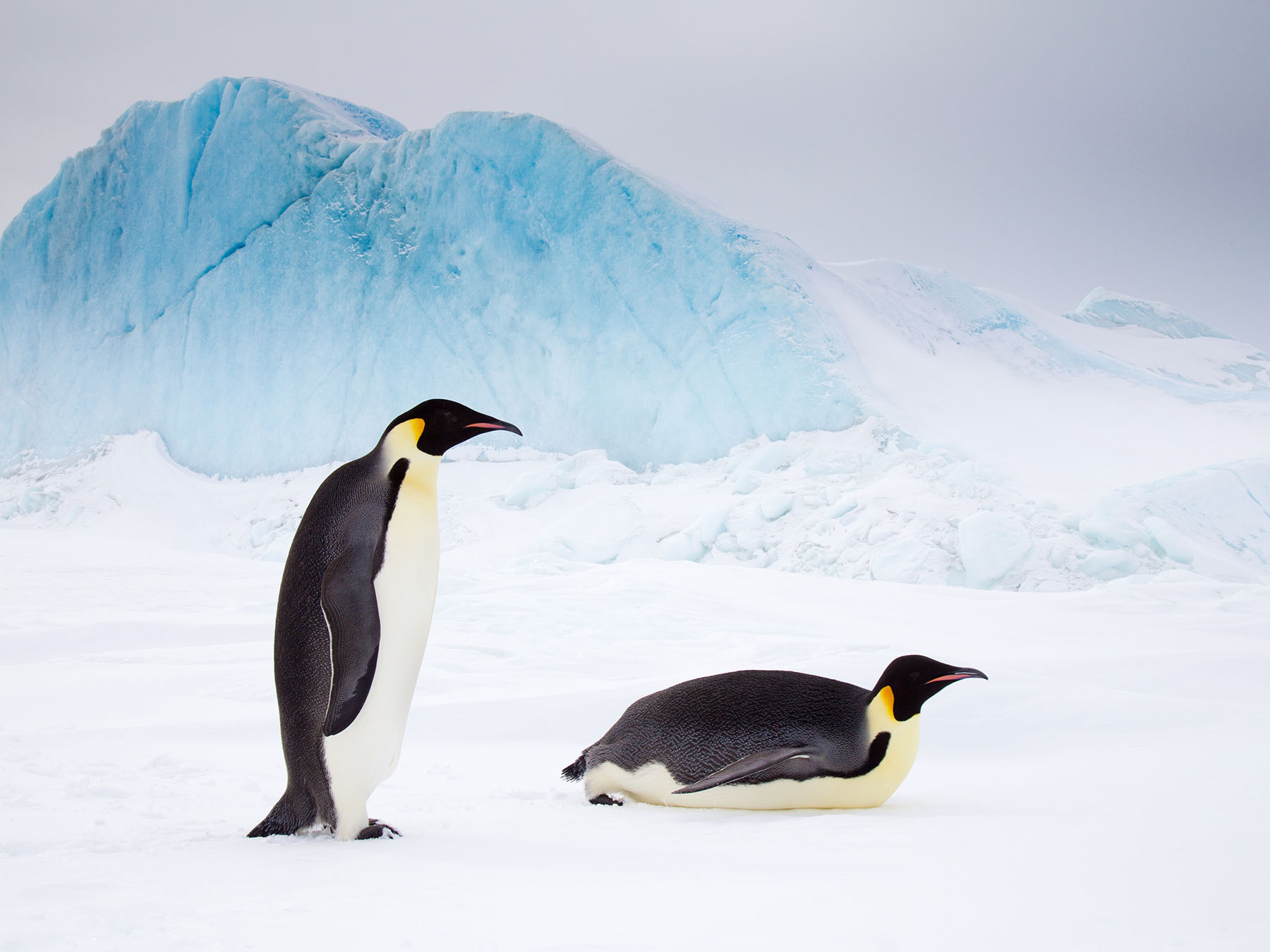 Emperor Penguin Family In 2020 Penguins Emperor Penguin Antarctic The