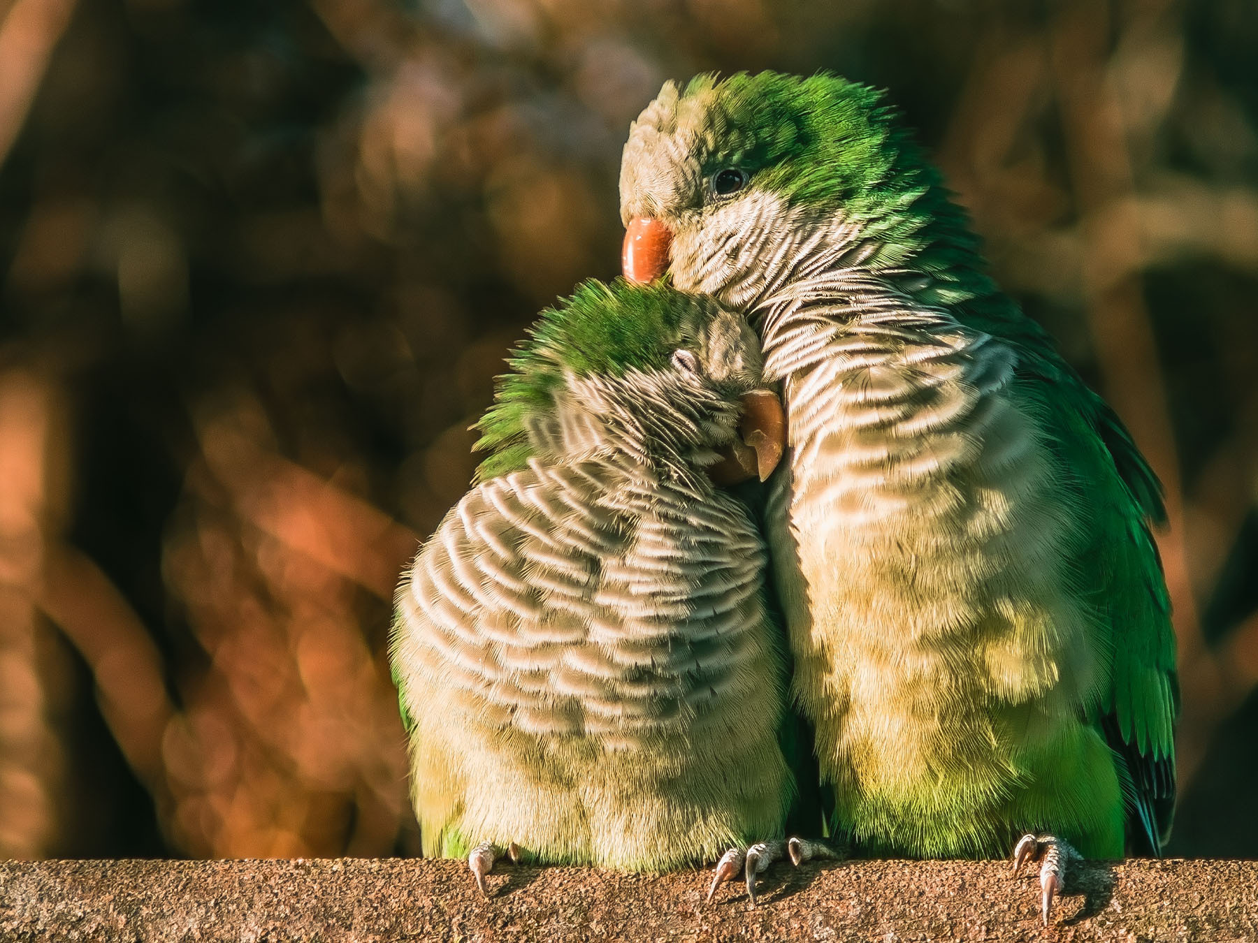 Monk Parakeet Bird Facts (Myiopsitta monachus) | Birdfact