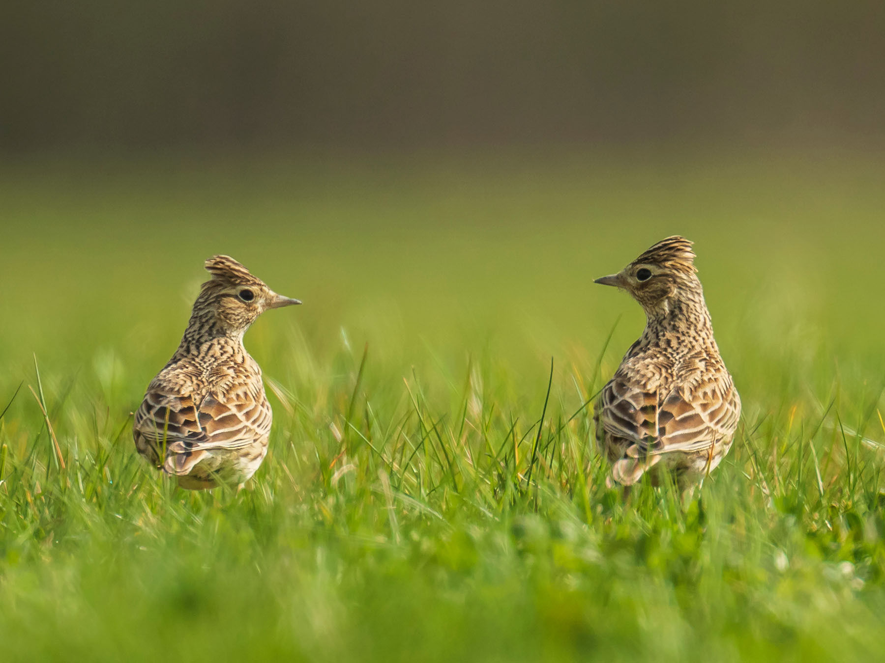 Skylark Bird Facts (Alauda arvensis) | Birdfact