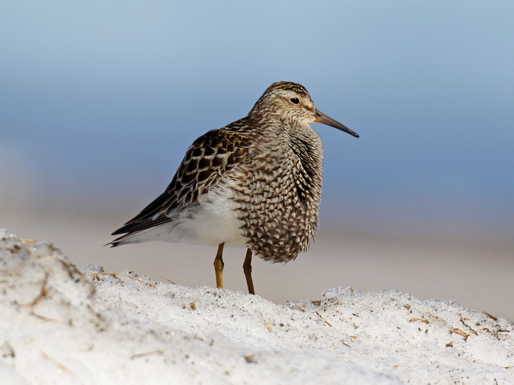 Pectoral Sandpiper In Flight Season Summaries — James Bay Shorebird