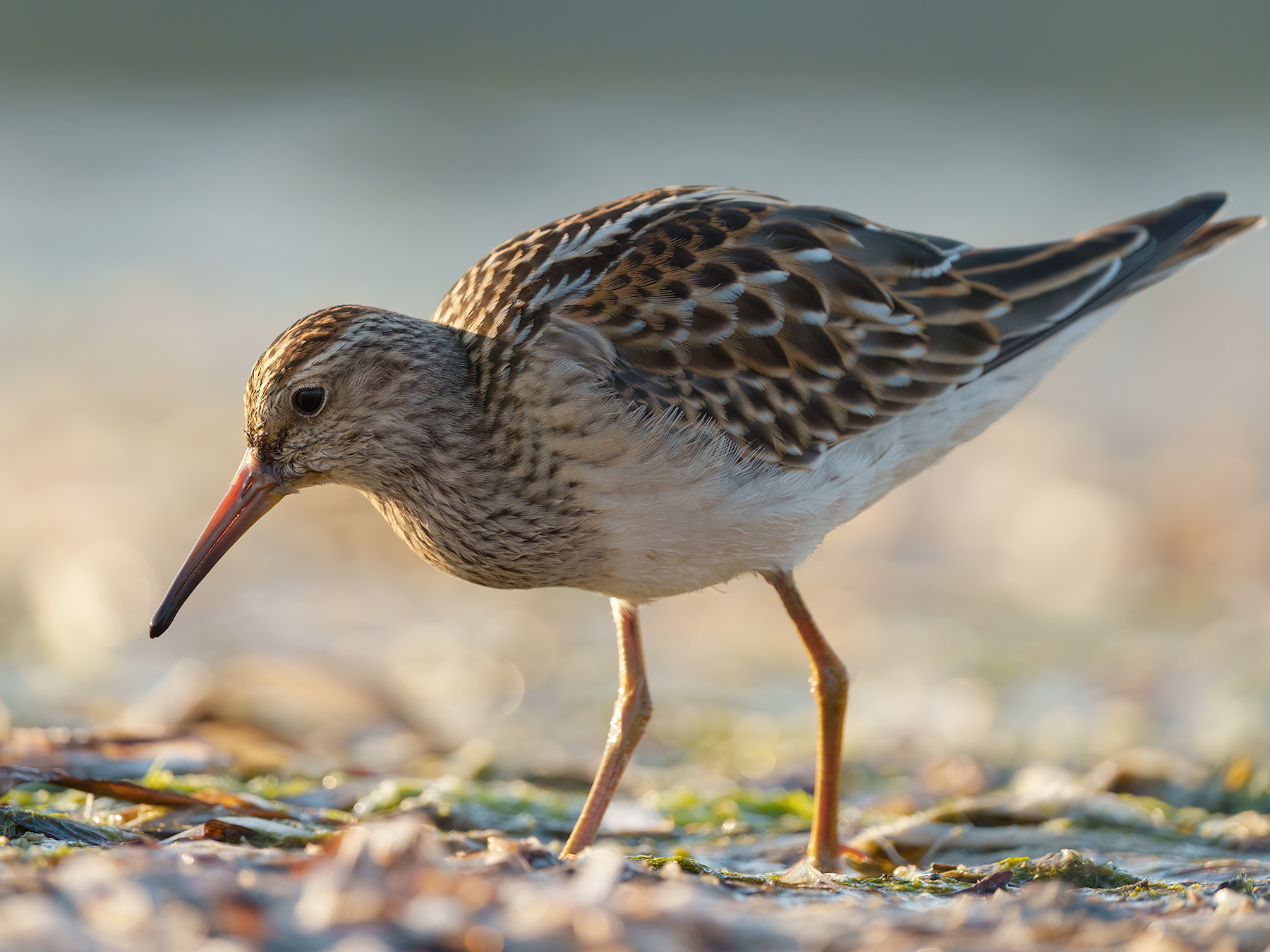 Pectoral Sandpiper Bird Facts (Calidris melanotos) | Birdfact