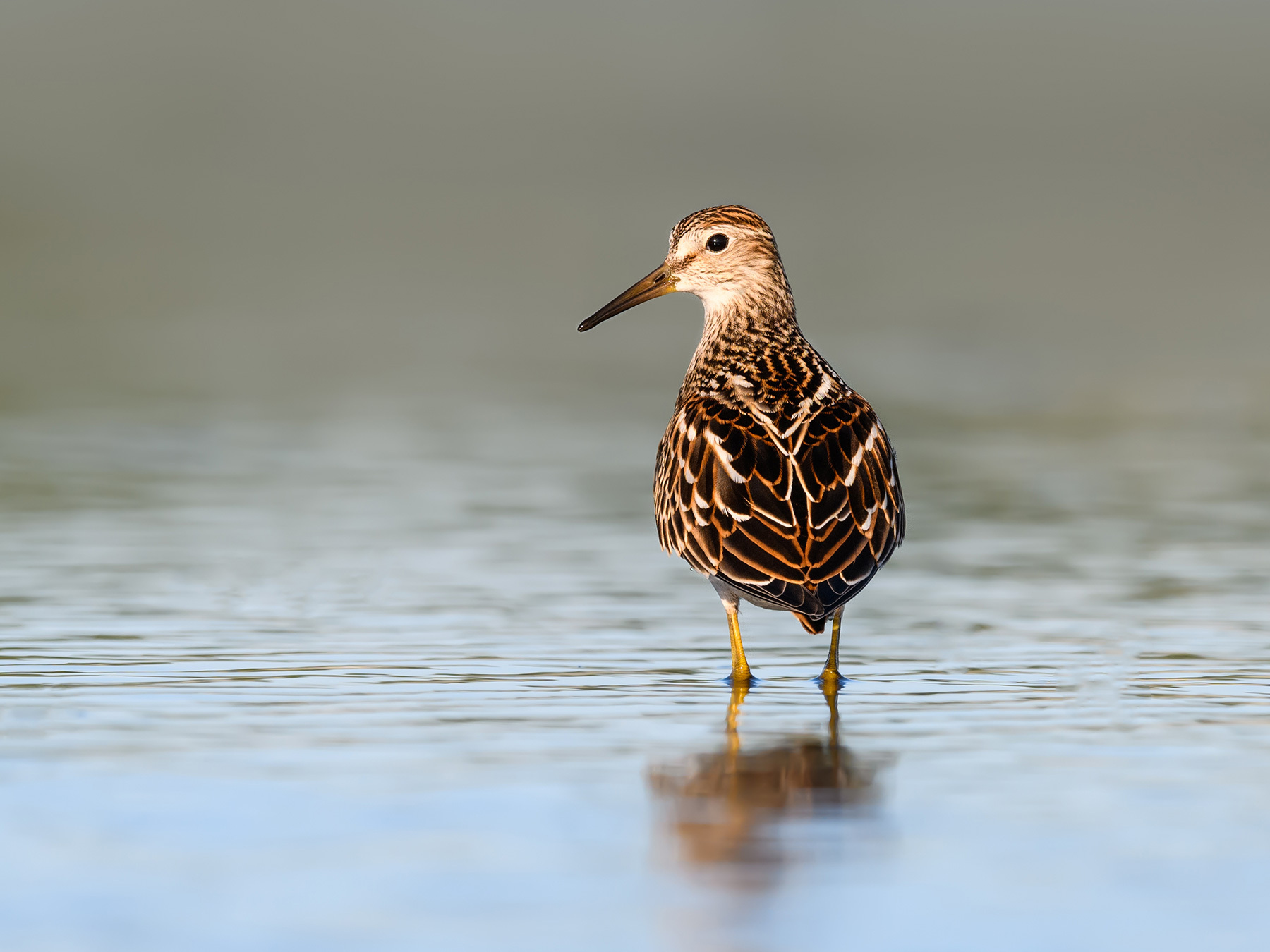 Pectoral Sandpiper Bird Facts (Calidris melanotos) | Birdfact