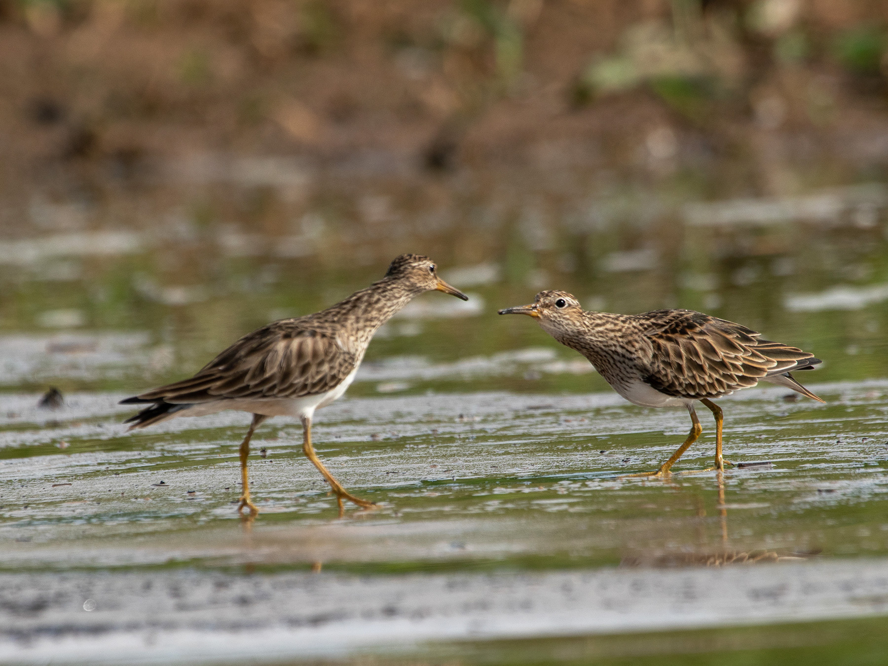 Pectoral Sandpiper Bird Facts (Calidris melanotos) | Birdfact
