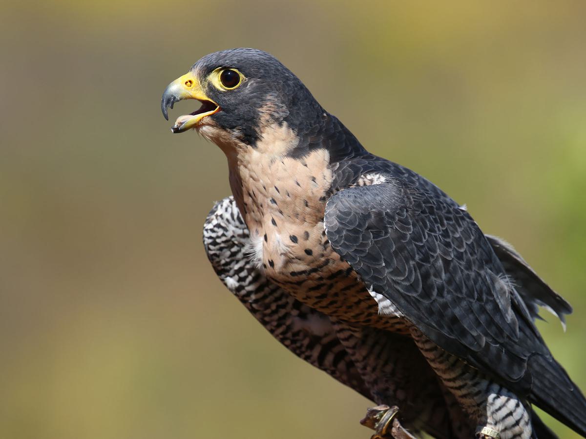 How Big Are Peregrine Falcons? (Wingspan + Size) | Birdfact How Big Are Peregrine Falcons? (Wingspan + Size) | Birdfact