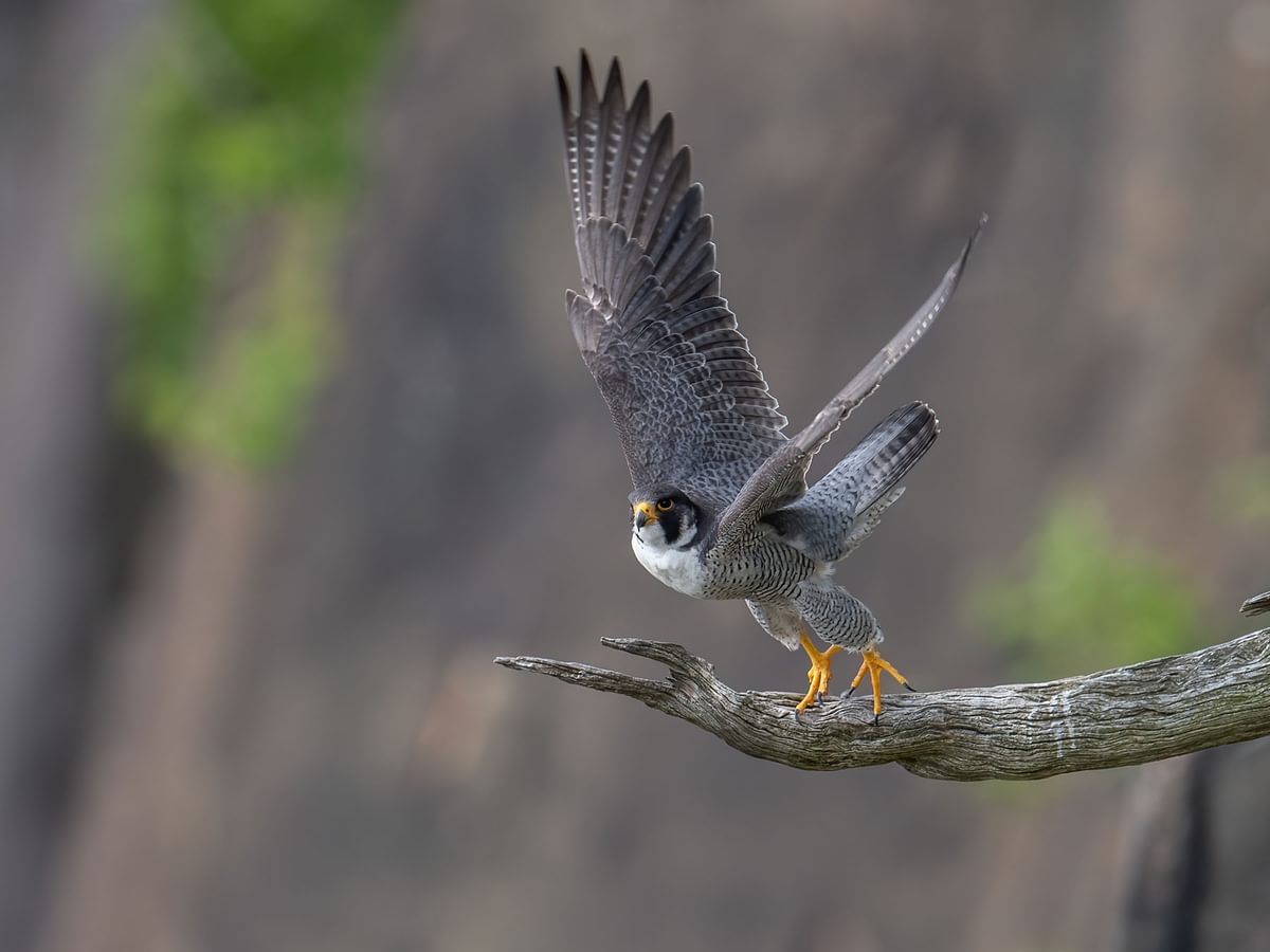How Big Are Peregrine Falcons? (Wingspan + Size) | Birdfact How Big Are Peregrine Falcons? (Wingspan + Size) | Birdfact