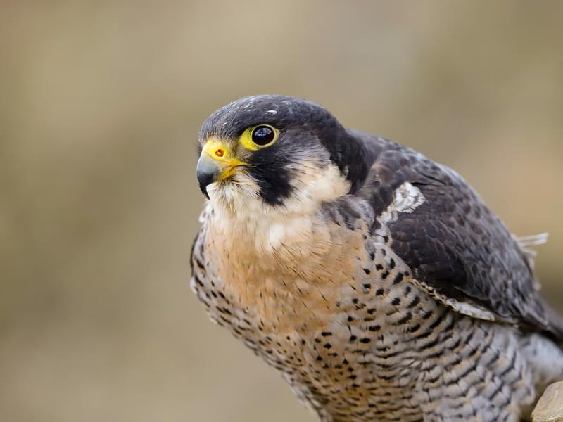 Sparrowhawk Bird Facts Accipiter Nisus Birdfact