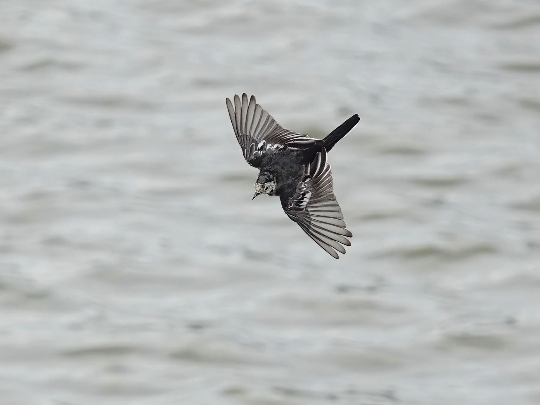 Pied Wagtail Bird Facts (Motacilla alba yarrellii) | Birdfact