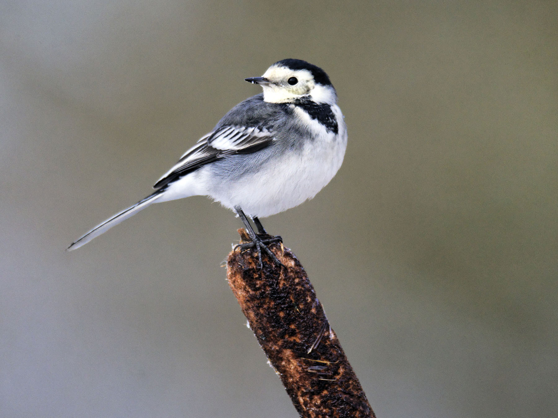 Pied Wagtail Bird Facts (Motacilla alba yarrellii) | Birdfact