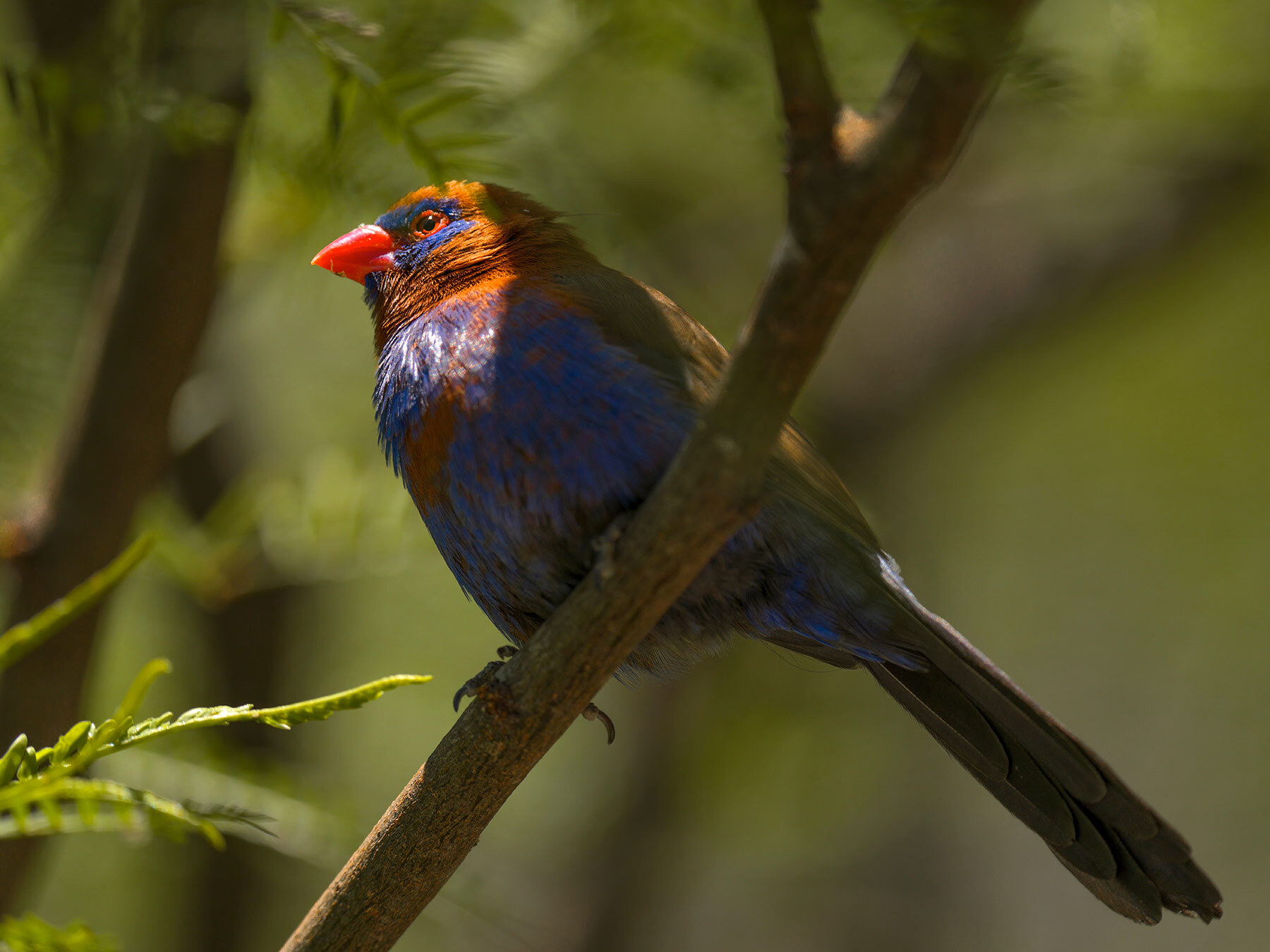 Purple Grenadier Bird Facts (Granatina ianthinogaster /… | Birdfact