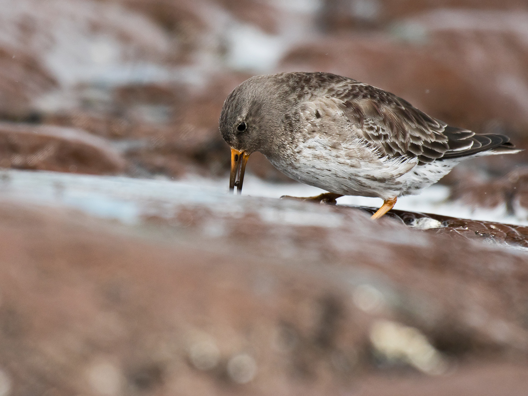 Purple Sandpiper Bird Facts (Calidris maritima) | Birdfact
