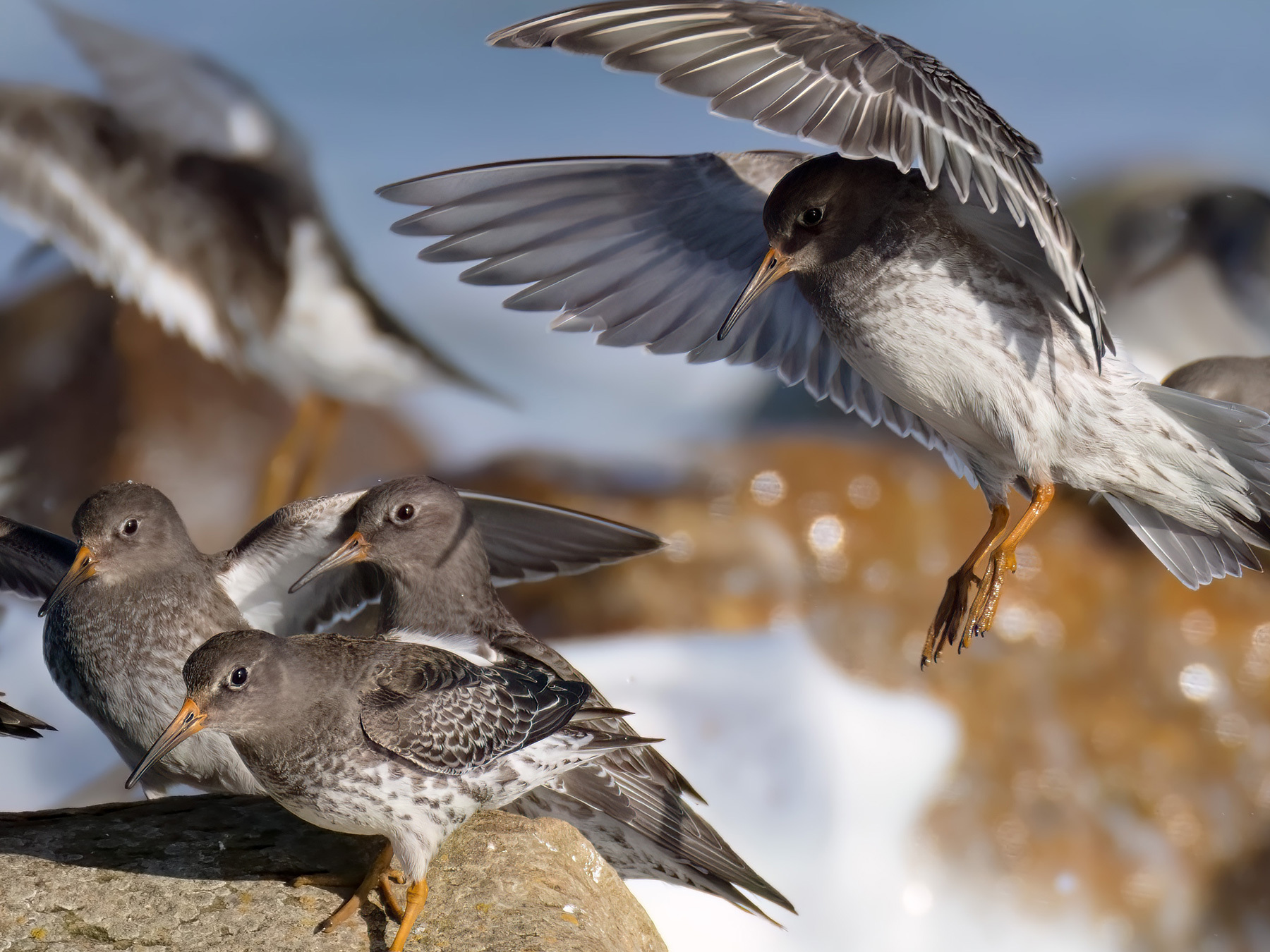Purple Sandpiper Bird Facts (Calidris maritima) | Birdfact