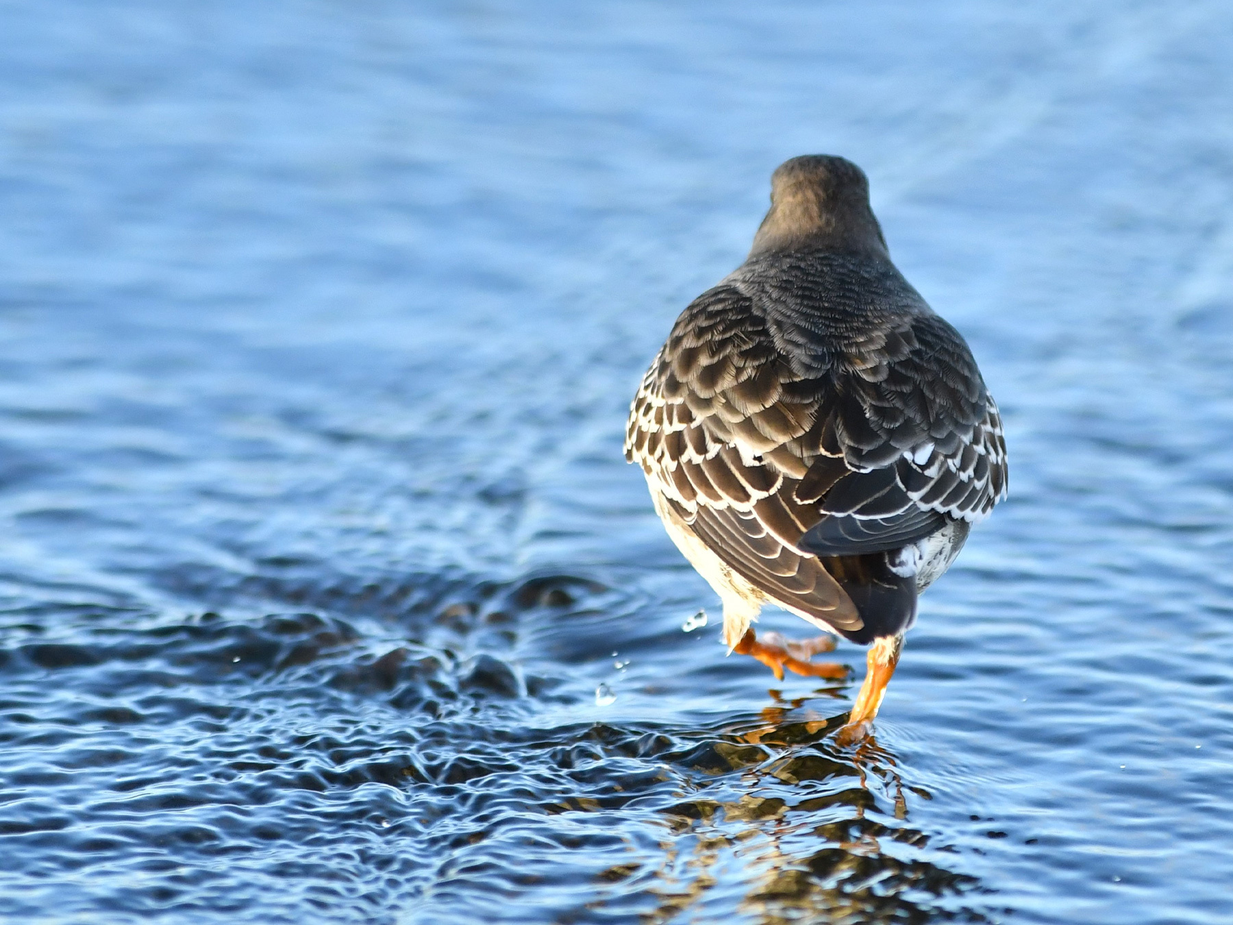 Purple Sandpiper Bird Facts (Calidris maritima) | Birdfact