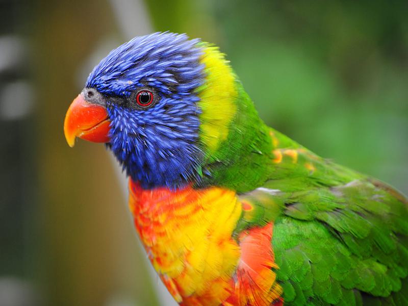 Rainbow Lorikeet Bird Facts (Trichoglossus moluccanus) | Birdfact Rainbow Lorikeet Bird Facts (Trichoglossus moluccanus) | Birdfact