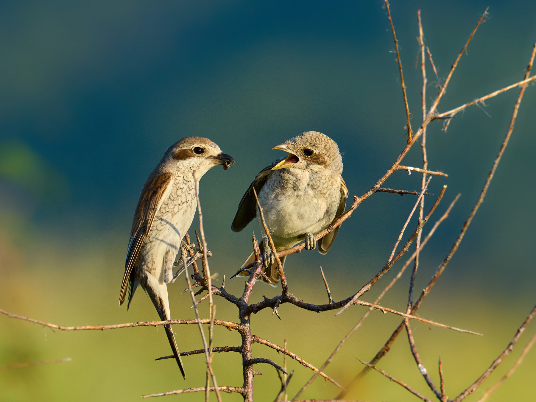 Red-Backed Shrike Bird Facts (Lanius collurio) | Birdfact