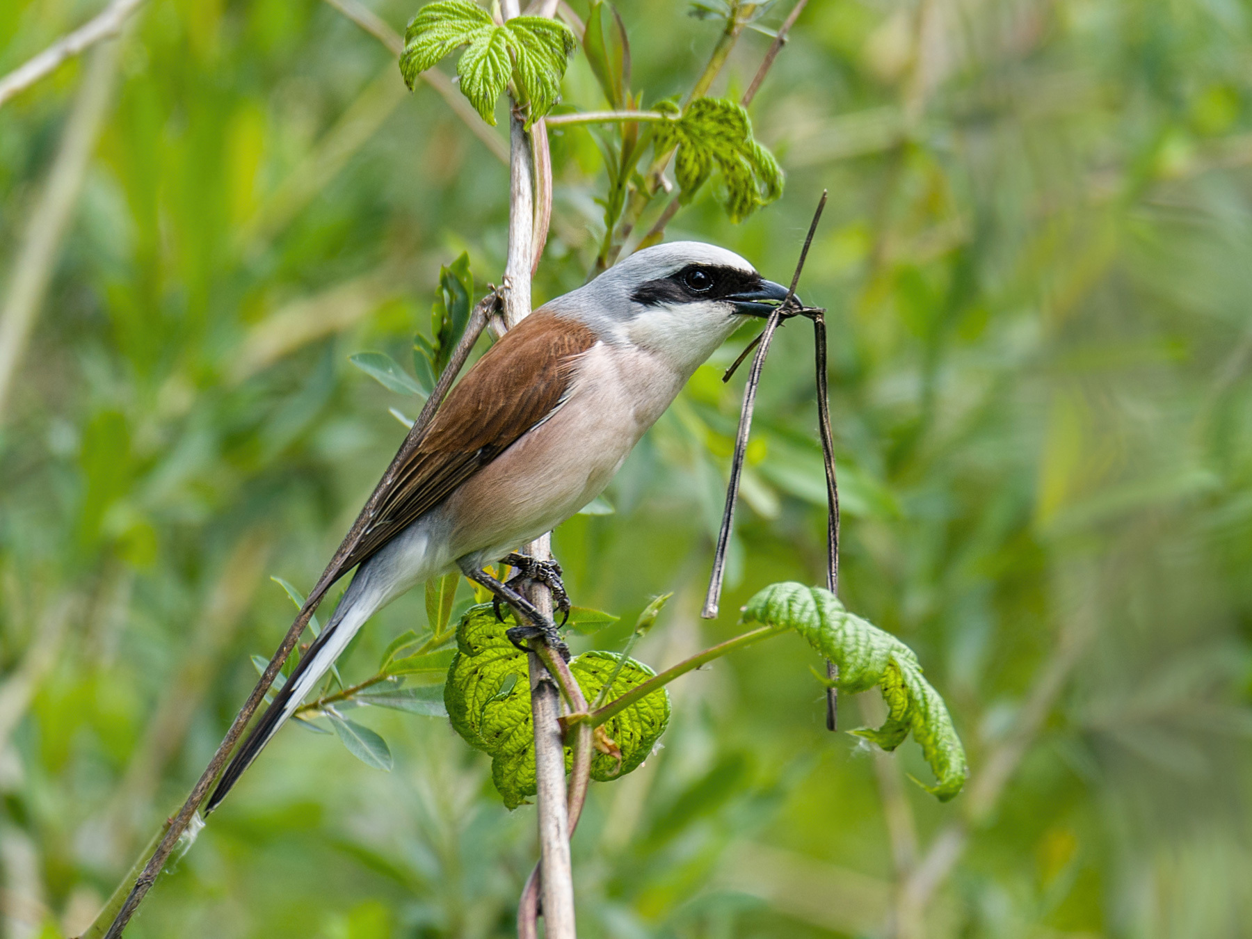 Red-Backed Shrike Bird Facts (Lanius collurio) | Birdfact