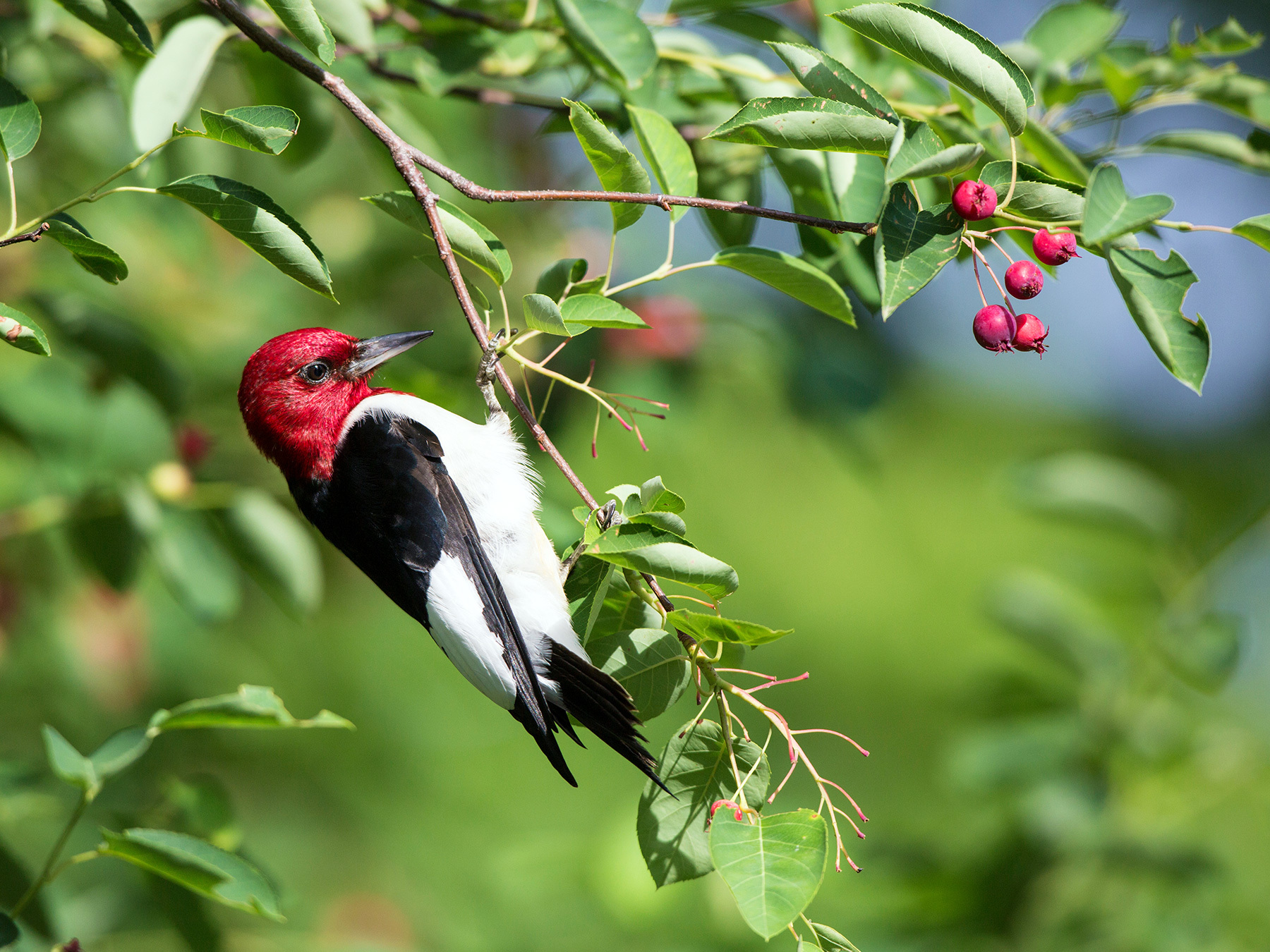 Red-headed Woodpecker Bird Facts (Melanerpes… | Birdfact