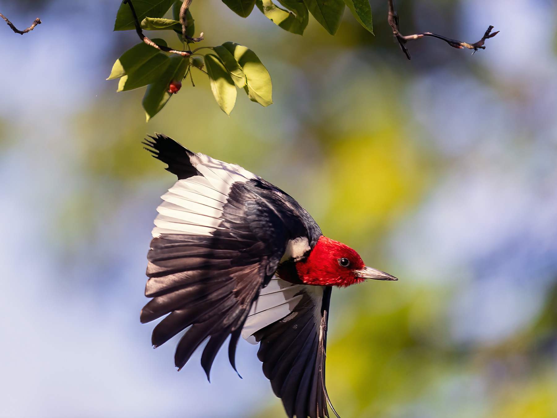 Red-headed Woodpecker Bird Facts (Melanerpes… | Birdfact