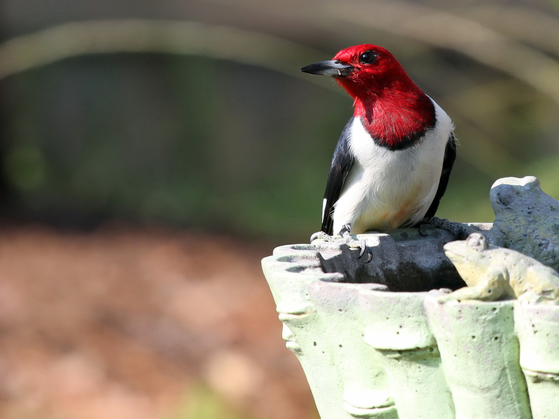 Red-headed Woodpecker Bird Facts (Melanerpes… | Birdfact