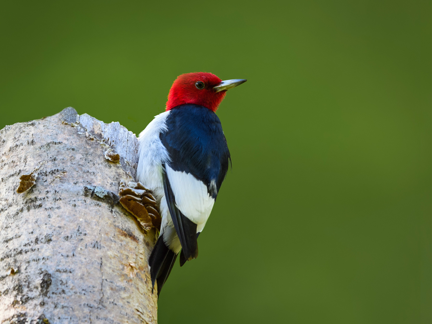 Red-headed Woodpecker Bird Facts (Melanerpes… | Birdfact